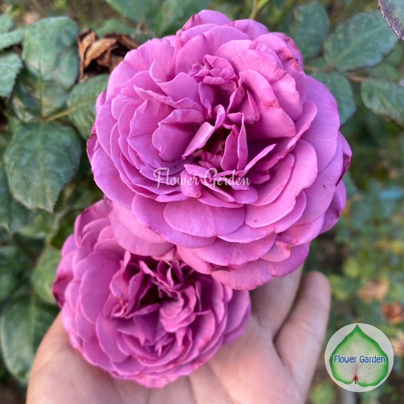 F578 กุหลาบ ทรีโรส Thank You (แต๊งกิ้ว) สูง 70 ซม. (แบบถุง) | Shopee Thailand