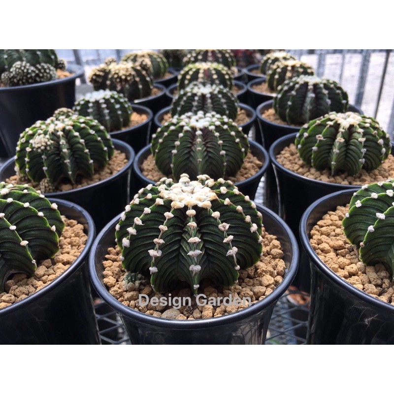 เมล็ดแคคตัส LB2178แท้ หลายต้นเก็บรวมกัน เพาะแล้วงอกดี | Shopee Thailand