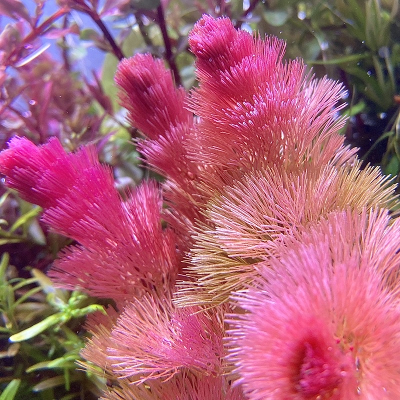 (*ข้อยืด) คาบอมบ้าแดง (Red cabomba, Cabomba furcata, Cabomba ...