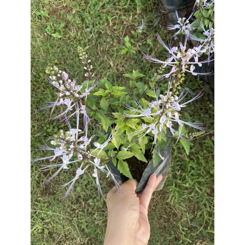 ต้นหญ้าหนวดแมว หญ้าหนวดแมว สมุนไพรรักษาความดัน เบาหวาน นิ่ว ขับสารพิษ 🌿 ...