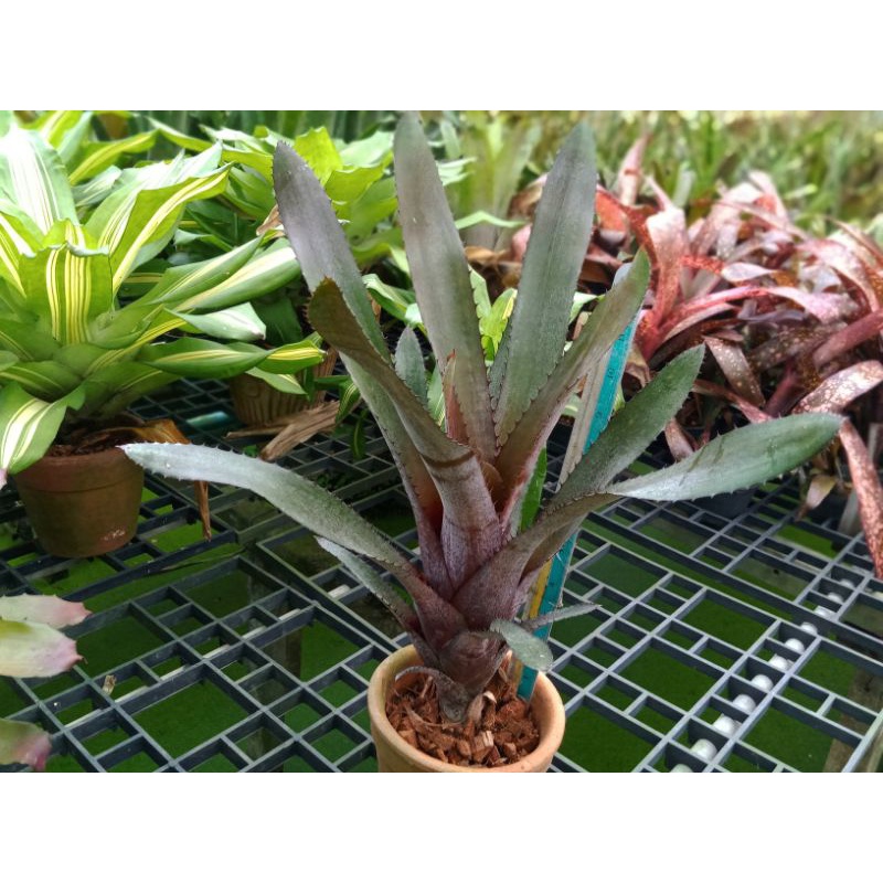 Aechmea 'Phantom' ไม้ทนแดด ไม้จัดสวน เลี้ยงง่าย | Shopee Thailand