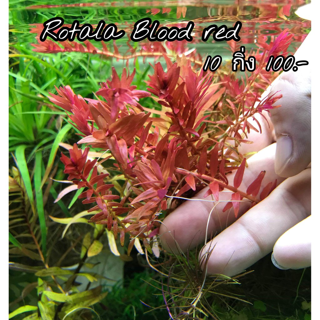Rotala Blood Red **ขายเป็นใบบก** 20 กิ่ง 100 ในรูปตัวอย่างเป็นใบน้ำแล้ว ...
