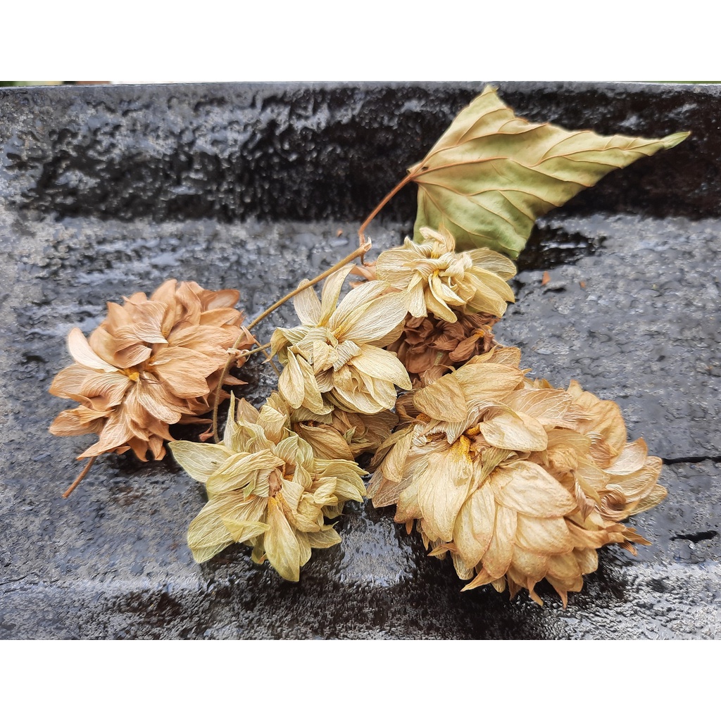 ฮอปส์แห้ง hops flowers dried [Saaz] สำหรับทำเบียร์และชา ขนาด 1 oz ...