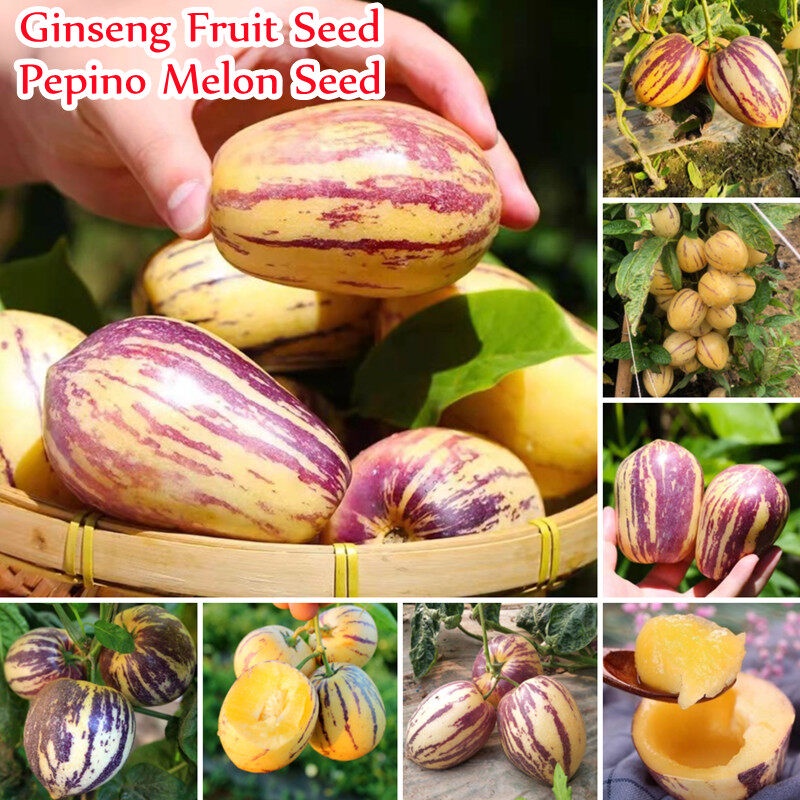 10 เมล็ด เมล็ดพันธุ์ ผลไม้โสม Pepino Melon Seeds Ginseng Fruit Tree ...