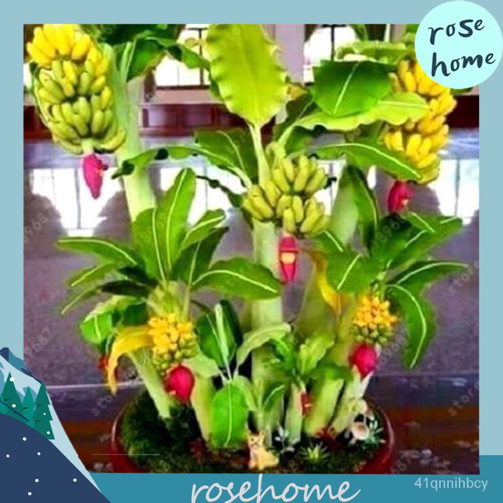 (easy to grow)30Pcs Rare Dwarf Banana Tree Seeds Mini Bonsai Seed ...