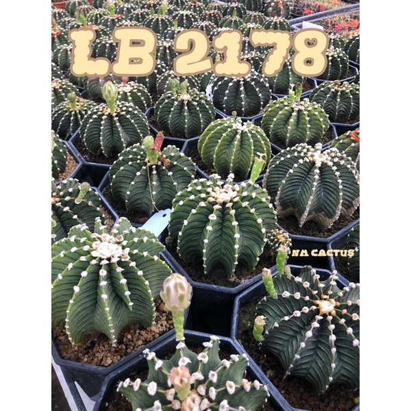ต้นกระบองเพชร รหัส LB2178 | Shopee Thailand