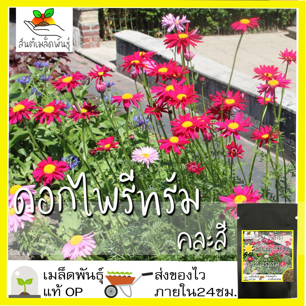 เมล็ดพันธุ์ ไพรีทรัม คละสี ดอกไม้ไล่แมลง 50 เมล็ด Mixed Pyrethrum เมล็ด ...