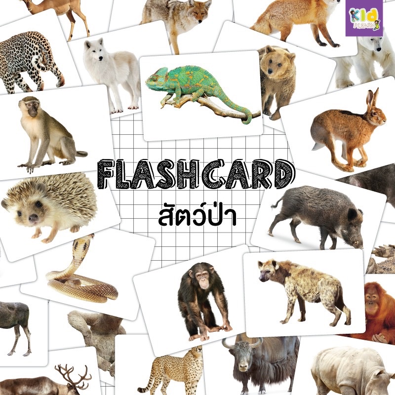 แฟลชการ์ด (flash card) สัตว์ป่า (Wild Animals) จำนวน 25 ใบ ขนาด A5 ...