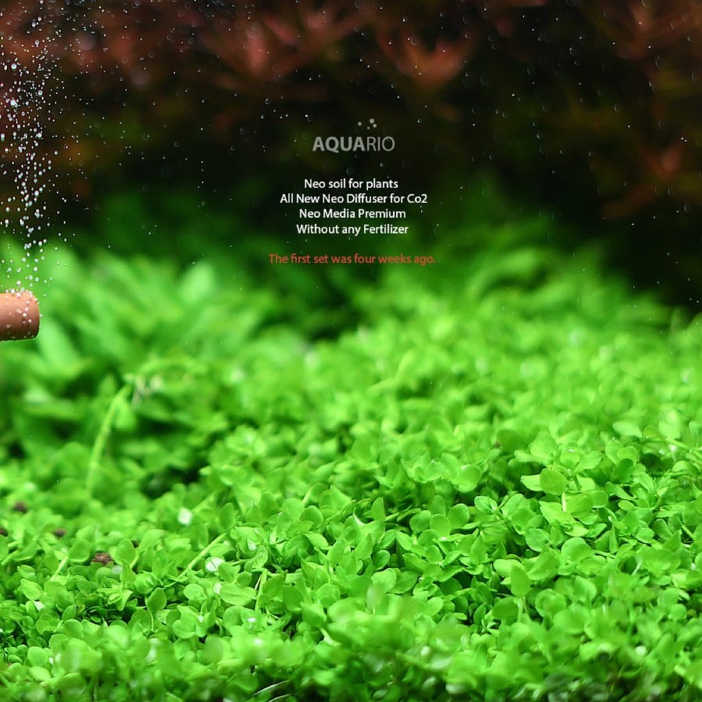 Aquario Neo Soil Powder ดินสำหรับตู้พรรณไม้น้ำ แบบเม็ดเล็ก | Shopee ...