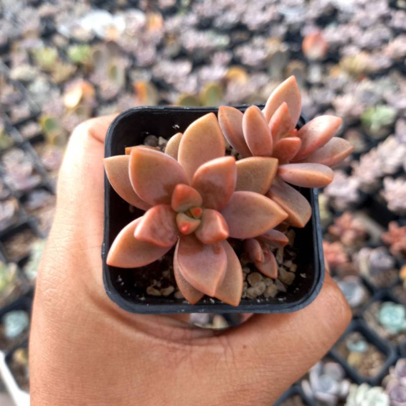 (ลดเพิ่ม 50% สูงสุด 100 ใส่โค้ด INCLV33) กุหลาบหิน/ไม้อวบน้ำ/ในกระถางสองนิ้วส่งพร้อมกระถาง ...