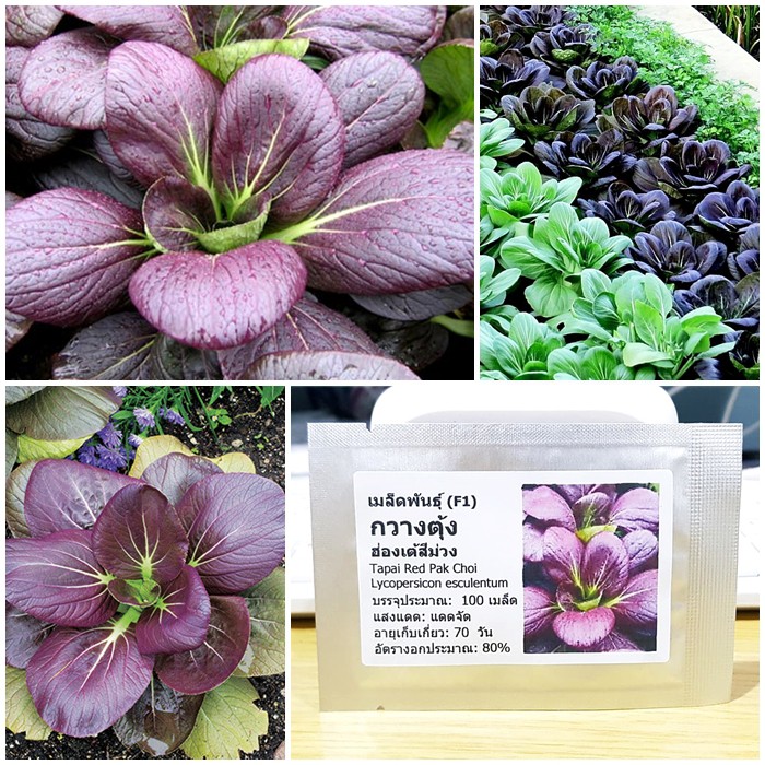 เมล็ดพันธุ์ กวางตุ้งฮ่องเต้สีม่วง (Tapai Red Pak Choi Seed) บรรจุ 100 ...