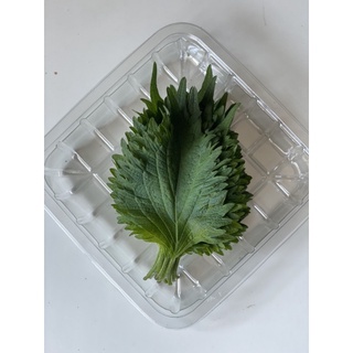 ใบโอบะ/ใบชิโสะ (Oba/Green Shiso) 1ชุด/20ใบ | Shopee Thailand
