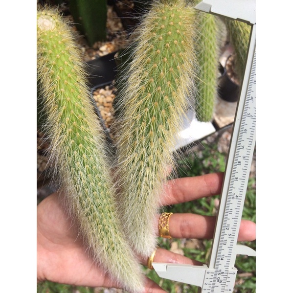 หางลิง แคคตัสหางลิง หางลิงตัดสด | Shopee Thailand