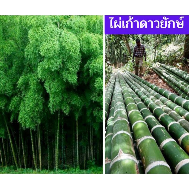 ไผ่เก้าดาวยักษ์ Guadua aculeata ของเเท้ 100% | Shopee Thailand