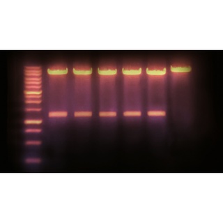 abm® SafeView FireRed Gel Casting Dye gel stain nucleic acid agarose ...