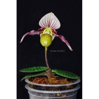 รองเท้านารีแคนฮี(Paphiopedilum canhii) | Shopee Thailand