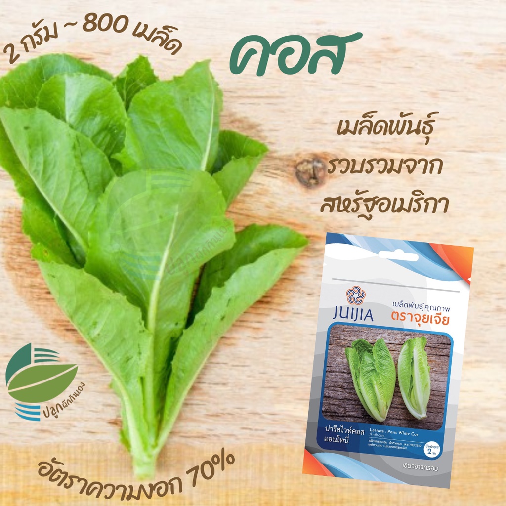 ปารีสไวท์คอส (Paris White Cos) #เมล็ดผักสลัด | Shopee Thailand