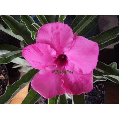 shocking pink ช็อคกิ้งพิงค์ adenium swazicum ดอกชั้นเดียว ไม้เก่าหายาก ...