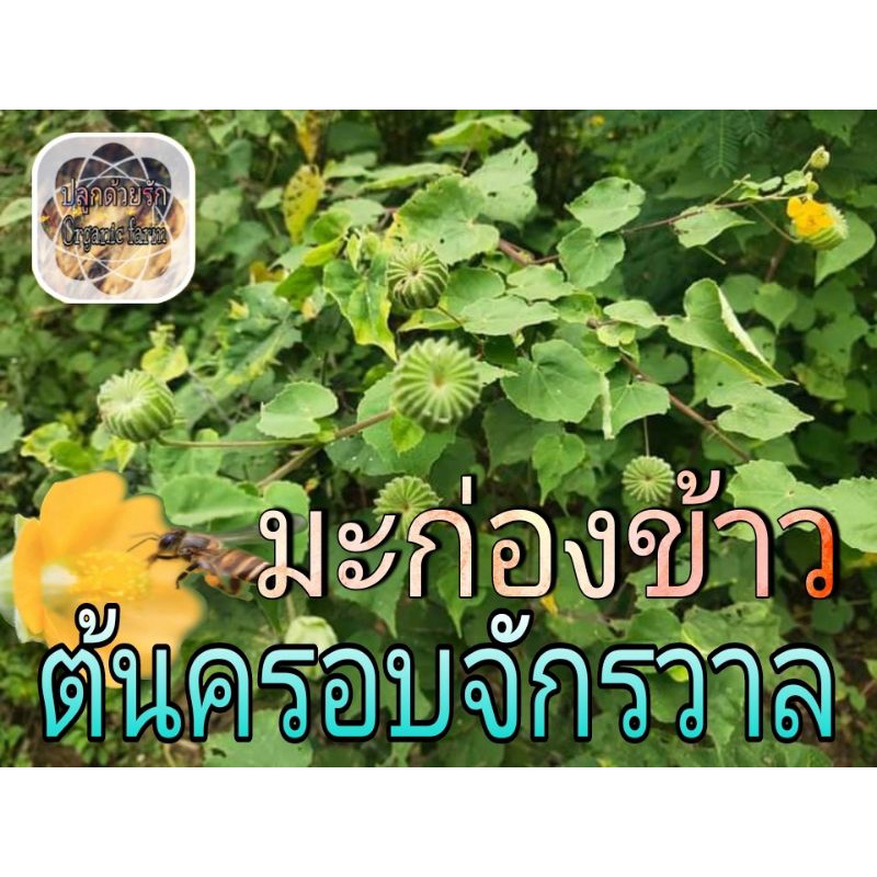 มะก่องข้าว ต้นครอบจักรวาล ต้นครอบฟันสี ต้นก่อนเข้า ต้นโผงผาง หญ้าขัดใบ ...