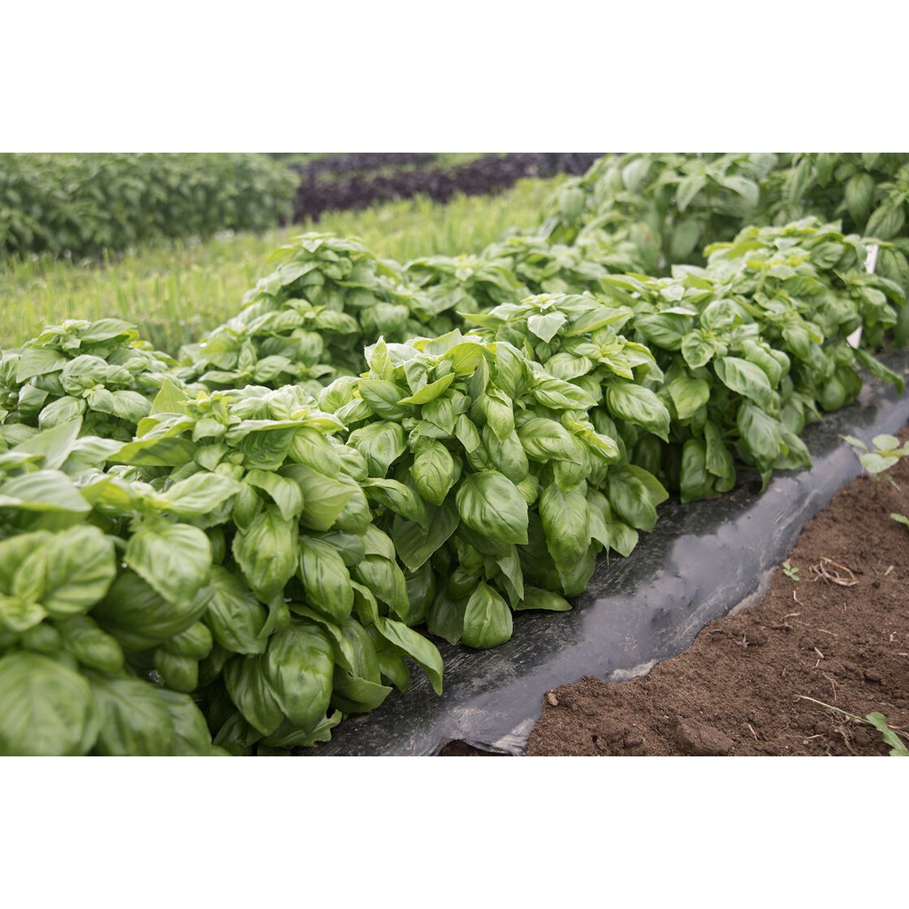 AGA SHOP เมล็ดพันธุ์ โหระพาฝรั่ง เบซิล ใบใหญ่ดก พันธุ์ เอเวอร์ลีฟ เจนโน ...