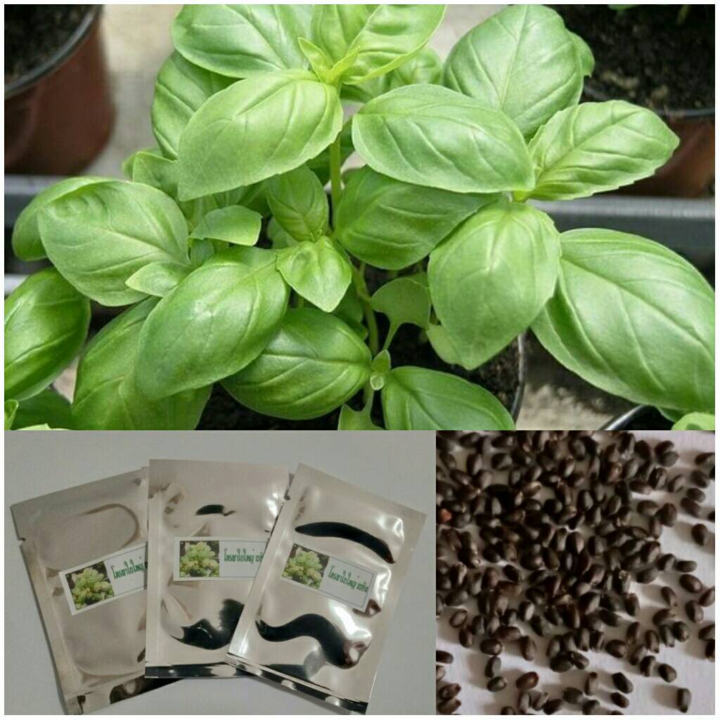 เมล็ดโหระพาใบใหญ่ - Italian Large Leaf Sweet Basilบรรจุชุดละ 200+ เมล็ด ... เมล็ดโหระพาใบใหญ่ - Italian Large Leaf Sweet Basilบรรจุชุดละ 200+ เมล็ด ...