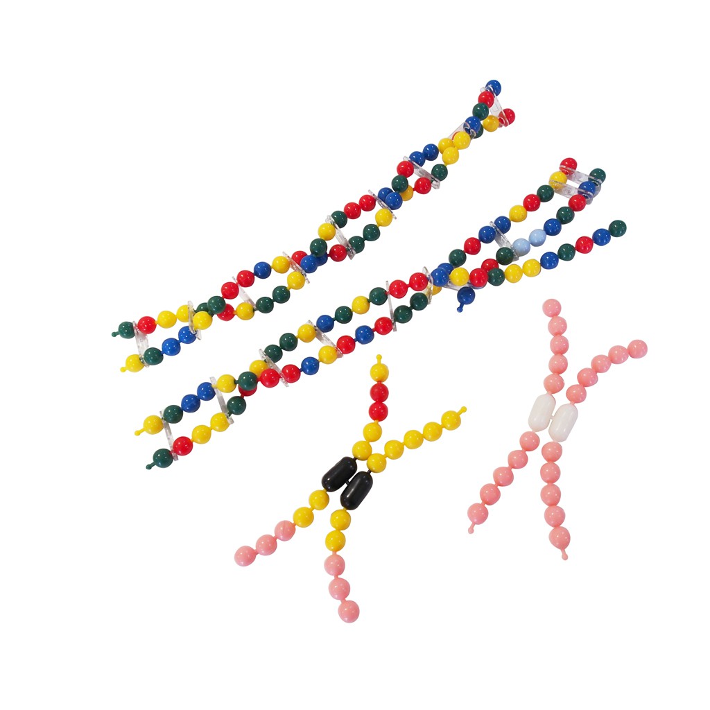 ชุดการสอนเรื่องพันธุกรรม (Genetic Model Kit) | Shopee Thailand