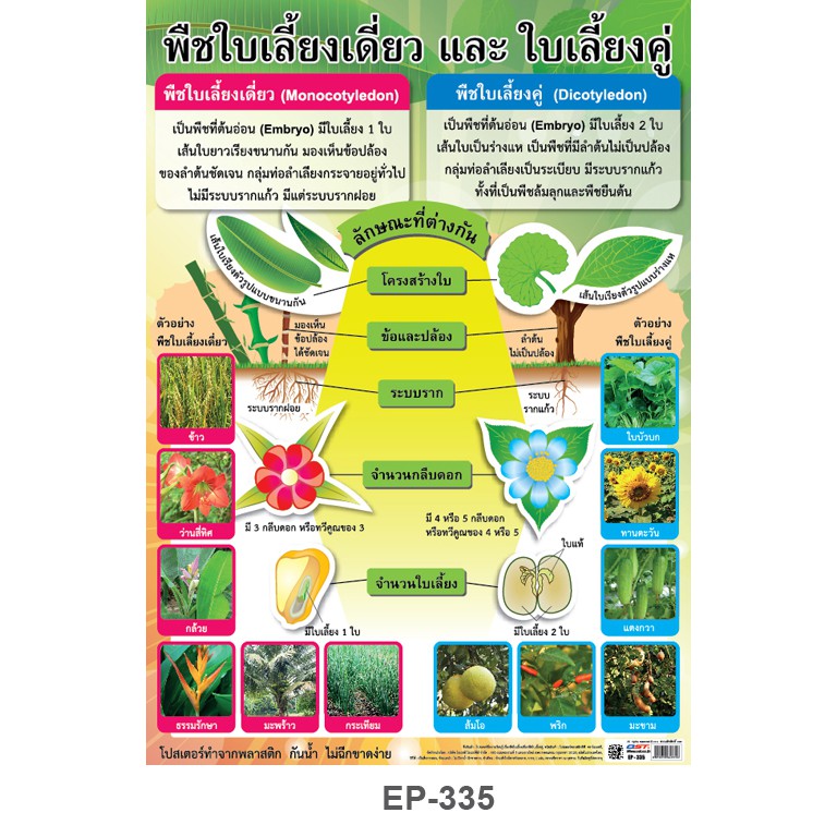 ภพประกอบการศึกษา ภาพโปสเตอร์พลาสติกพีพี เรื่อง พืช (มีหลายตัวเลือก ...