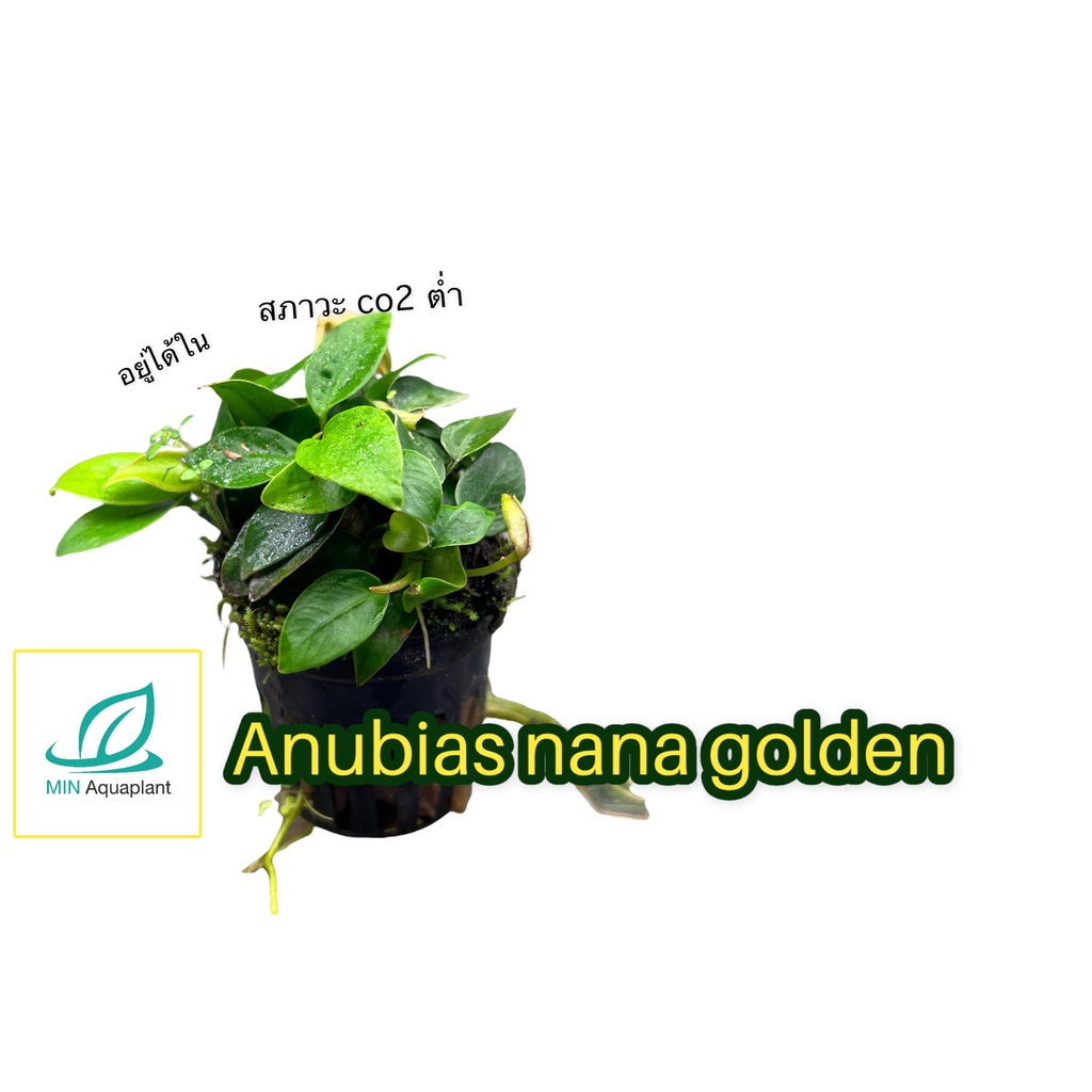 อนูเบียส นานา โกลเด้น Aubias nana golden : ต้นไม้น้ำ ต้นไม้ปลูกในตู้ปลา ...