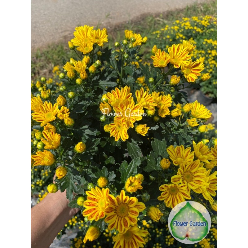 F339 ต้นเบญจมาศ ส่งติดดอก 6 นิ้ว มีหลายสีให้เลือก Shevanti ...