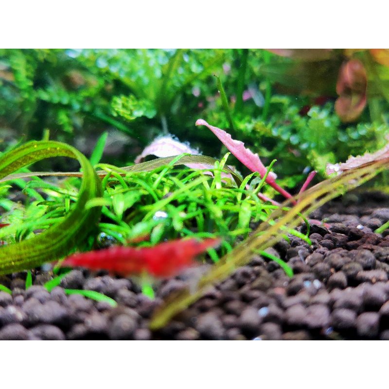 cryptocoryne parva mini ลิ้งนี้คือใบน้ำ 💯% ย้ำไม่ใช่ใบบก ครับ | Shopee ...