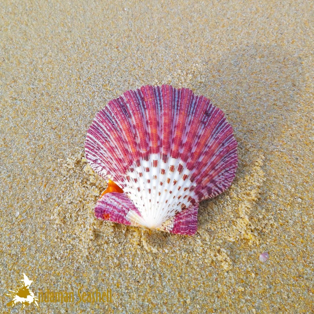 Andaman seashell เปลือกหอย เชลล์พัดราชา (Cryptopecten pallium) | Shopee ...