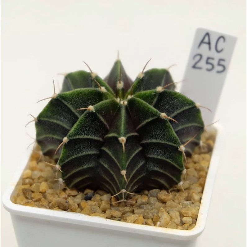 AC255 / ยิมโน LB2178 "hybrid" ต้นไม้เพาะจากเมล็ด ขนาด 4.5 cm. | Shopee Thailand