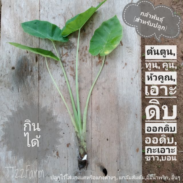 ต้นตูน , ทูน , คูน , หัวคูณ , เอาะดิบ , ออกดิบ , ออดิบ , ตูน | Shopee ...