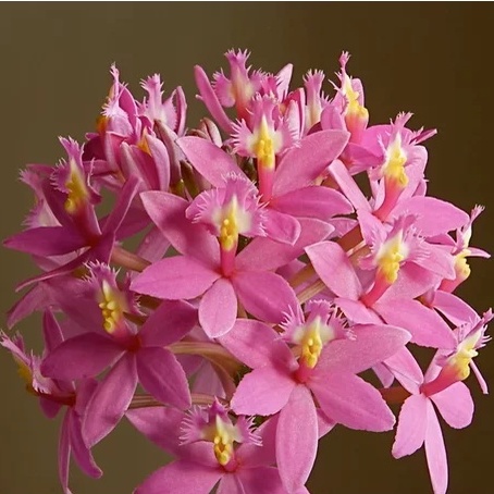 กล้วยไม้ Epidendum Hybrid พร้อมให้ดอก | Shopee Thailand