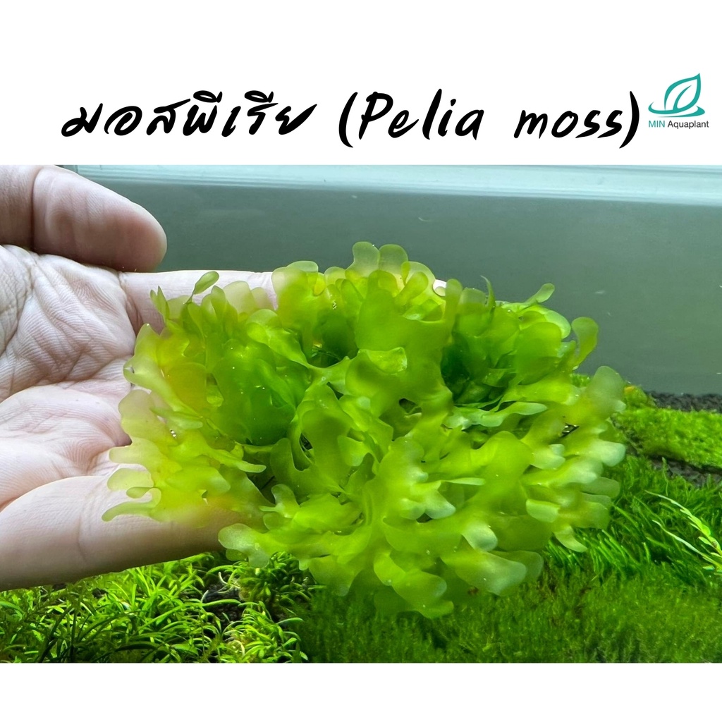 มอสพีเรีย (Pelia moss) : มอสสำหรับแปะขอนไม้ ประดับตกแต่งตู้กุ้ง ตู้ปลา ...