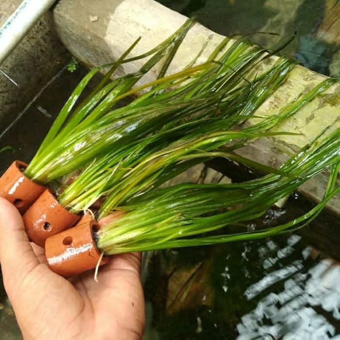 Valisneria nana Is A aquascape | Shopee Thailand