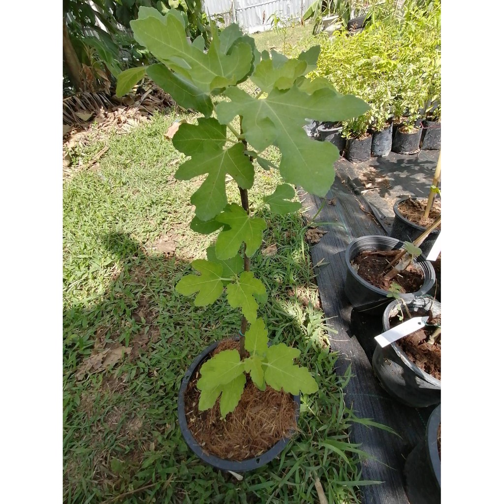 Figs ต้นมะเดื่อฝรั่ง สายพันธุ์ญี่ปุ่น BTM6 (1 ต้น) | Shopee Thailand