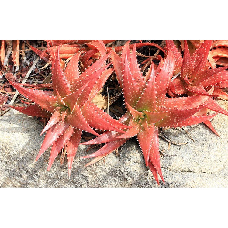 Aloe dorotheae(Sunset aloe) ไม้หน่อ มีรากแล้ว หากเลี้ยงน้ำน้อยแดดจัดใบ ...