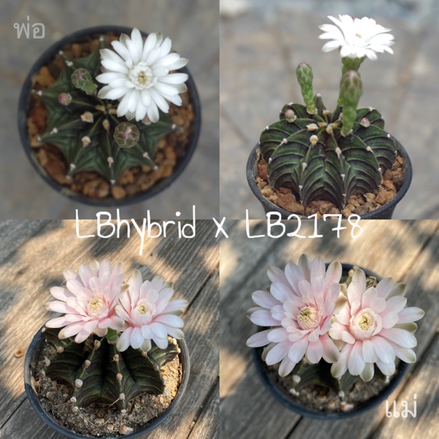 เมล็ดยิมโนLB hybrid x LB2178 แท้ | Shopee Thailand