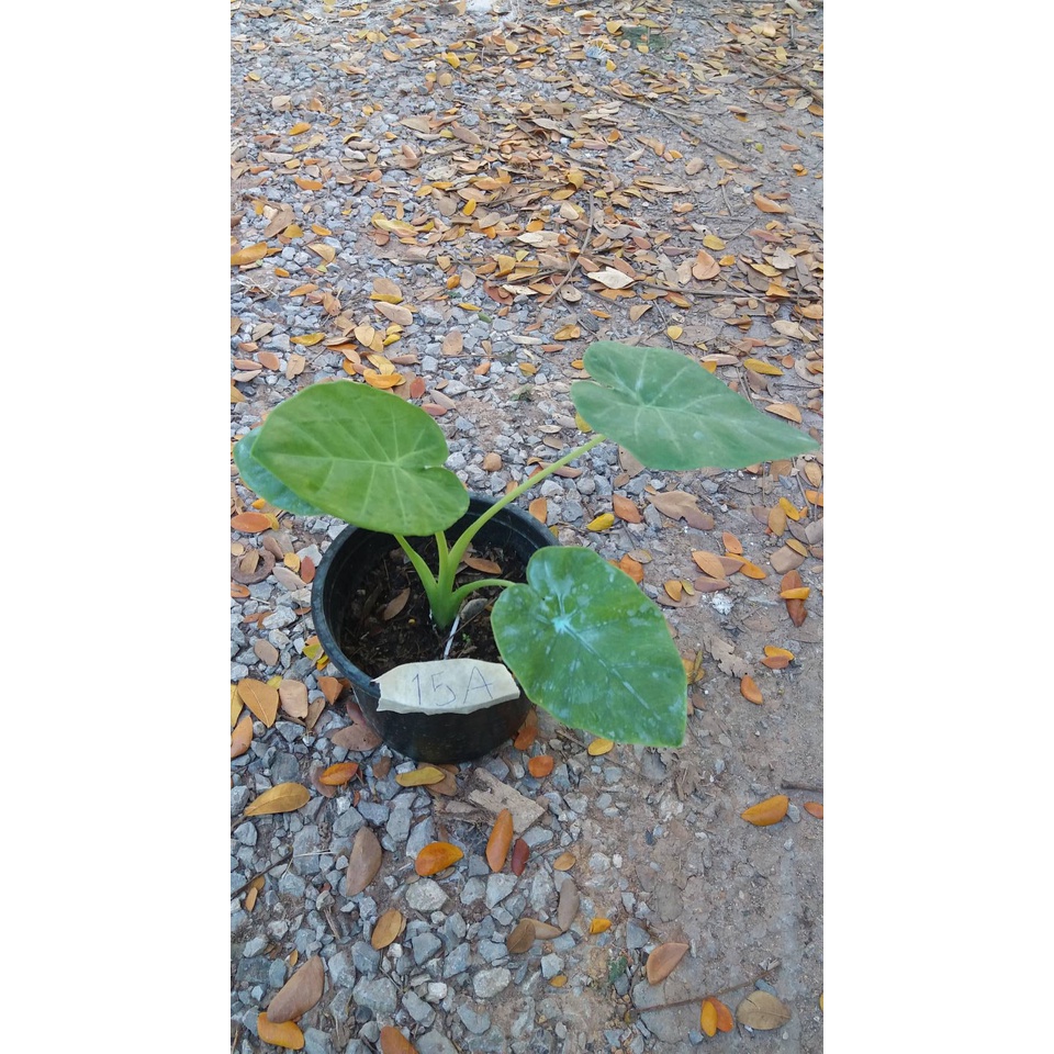 ต้นออดิบลุ้นด่าง( ทูนภาษาอีสาน)จัดส่งพร้อมกระถางมีให้เลือกหลายขนาดหลาย ...