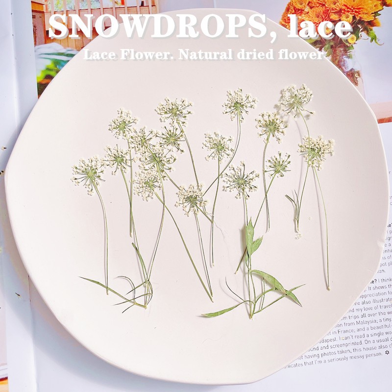 4-7 ซม./12PCS ตกแต่งธรรมชาติธรรมชาติแห้ง Pressed Snowdrops สาขา,ขนาด ...