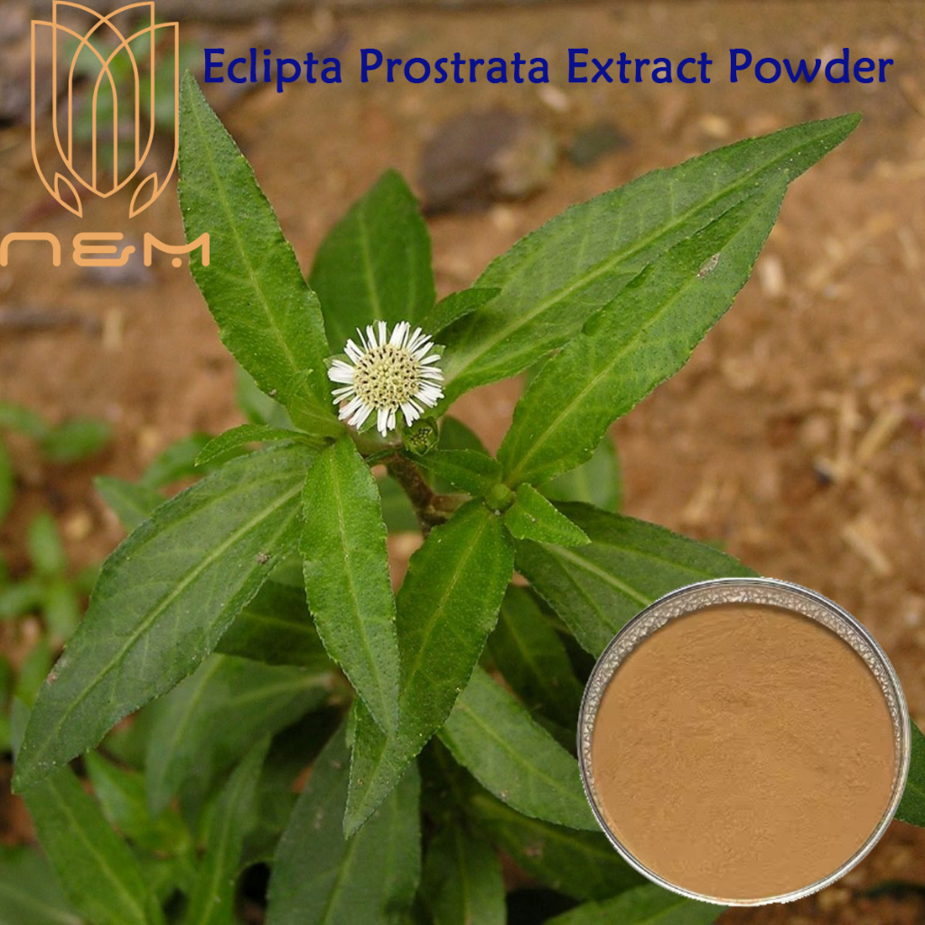 N&m/ Eclipta Prostrata Extract Powder/ Bhringraj, False Daisy/ อาหาร ...