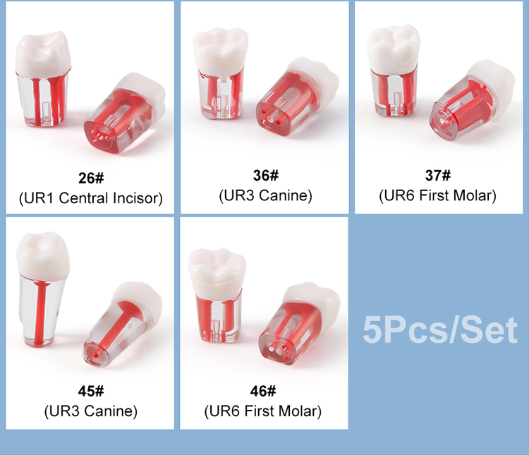 5 ชิ้นทันตกรรม Endo ฟันรุ่น Root Canal Block การฝึกอบรม Endodontic RCT ...