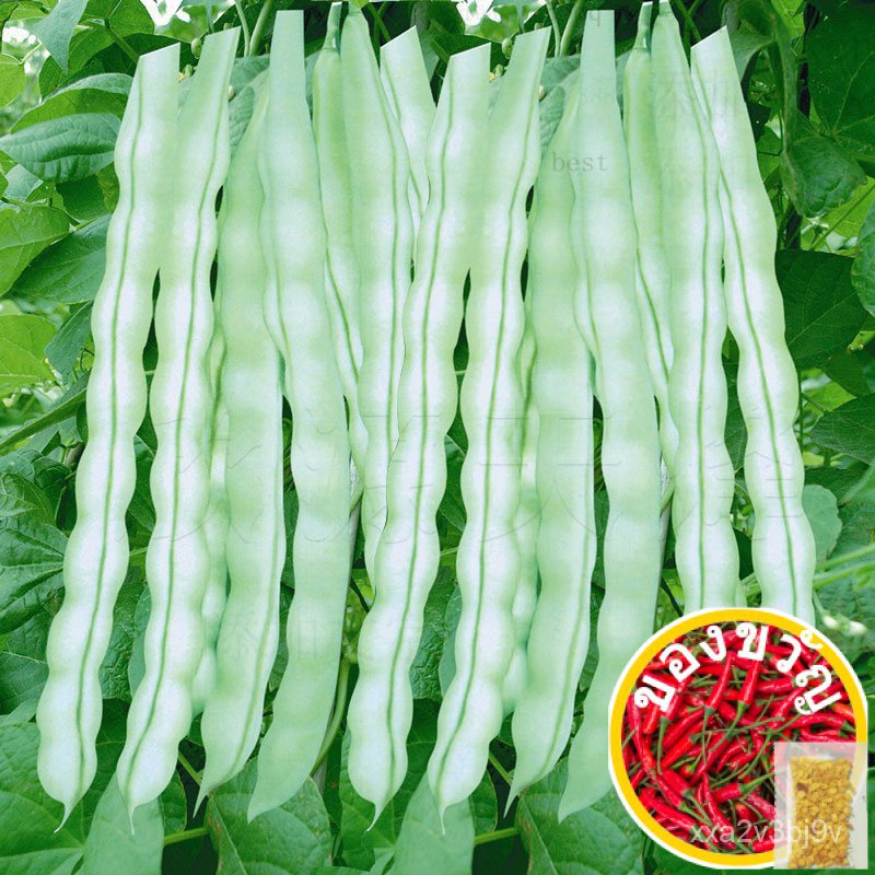 Nine White Kidney Bean Seed Unbeaten Kidney Bean Angle Frame Beans ...