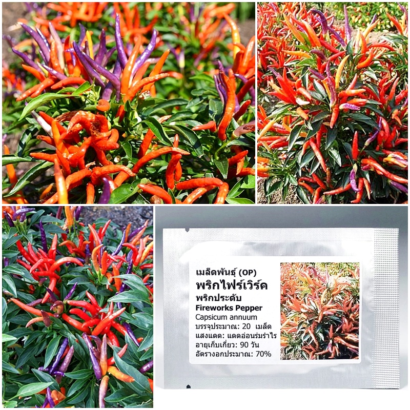 เมล็ดพันธุ์ พริกไฟร์เวิร์ค พริกประดับ Fireworks Pepper 20 เมล็ด คุณภาพ ...