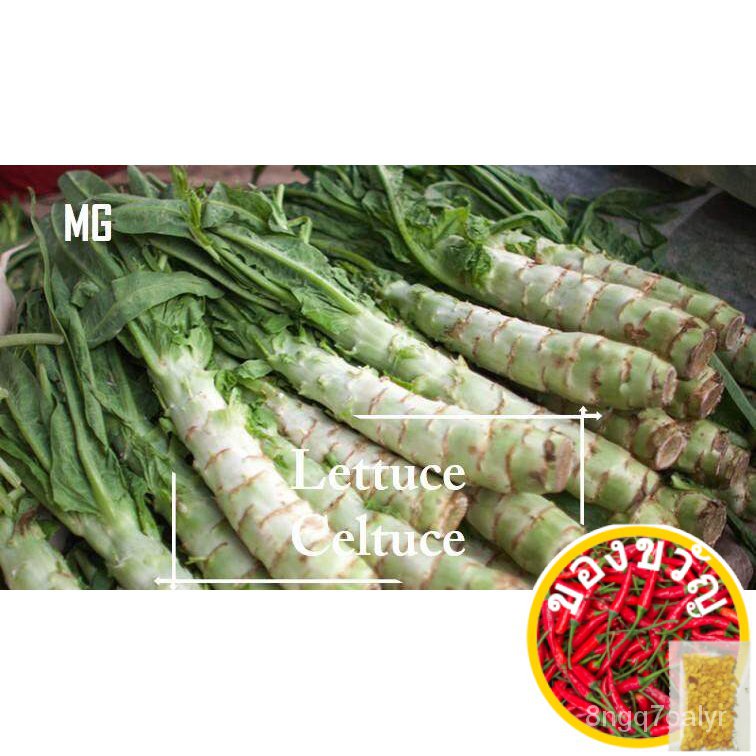 * ง่าย * celtuce lettuce seeds - 1000 SEED () ใบคมเยาหมาก * Friendly ...
