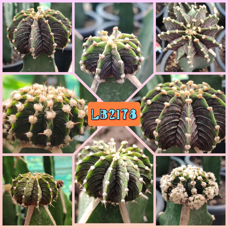 แคคตัสยิมโนไม้กราฟ โคลน LB2178 แท้ | Shopee Thailand