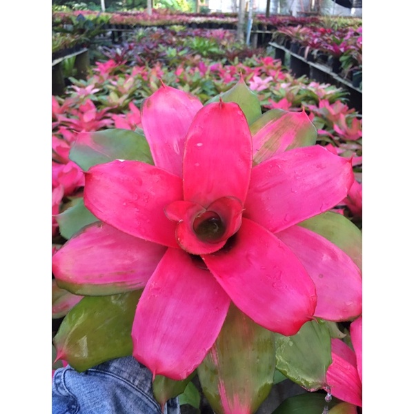 Neo Pink Debbie # นีโอพิงค์เดบบี้ #ต้นสับประรดสี#สับปะรดสี##bromeliad ...