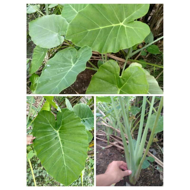 ต้นทูนยักษ์ พันธุ์ต้นใหญ่ ส่งทั้งใบ | Shopee Thailand