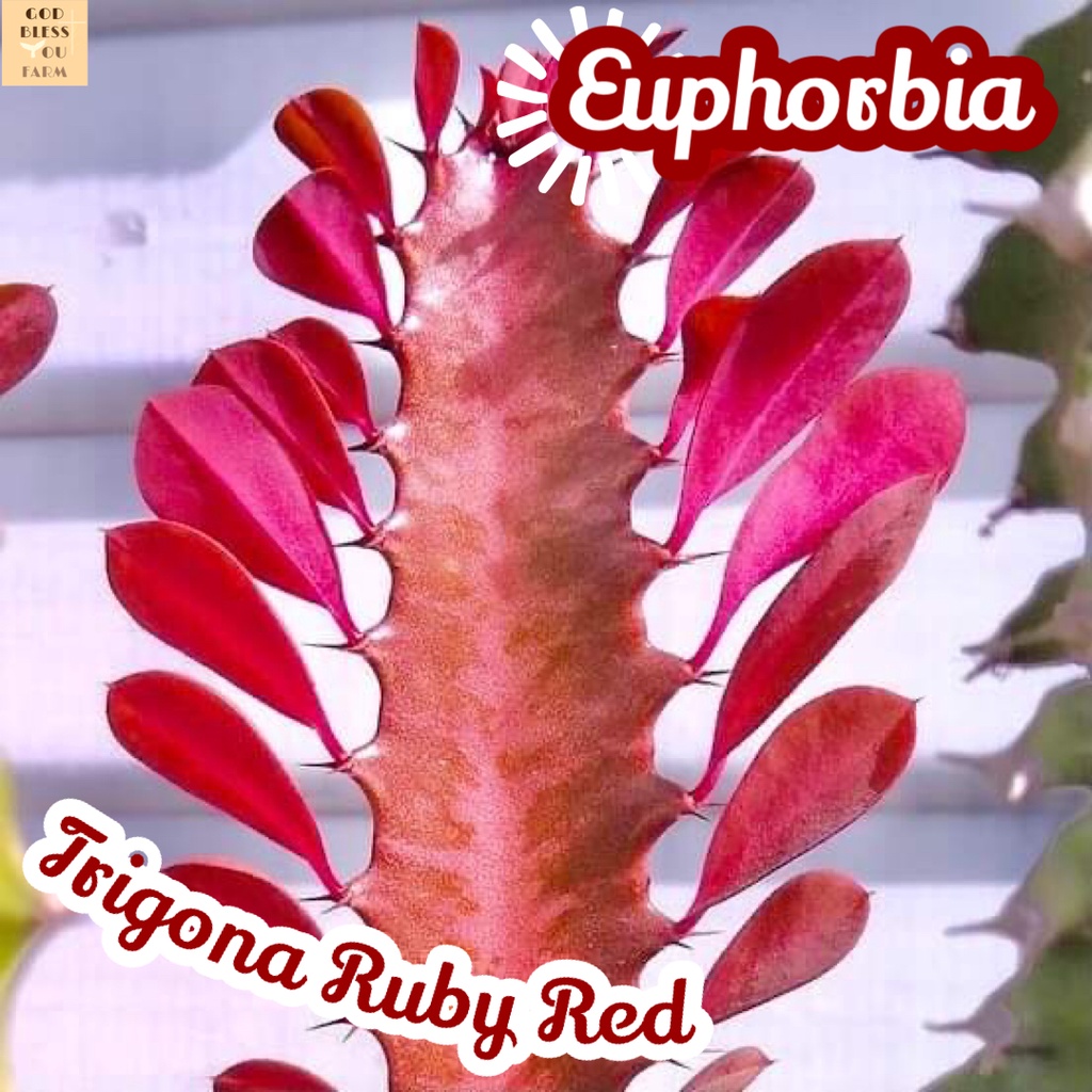 [ยูโฟเบียไตรโกน่าแดงทับทิม] Euphorbia Trigona Ruby Red แคคตัส ต้นไม้ ...